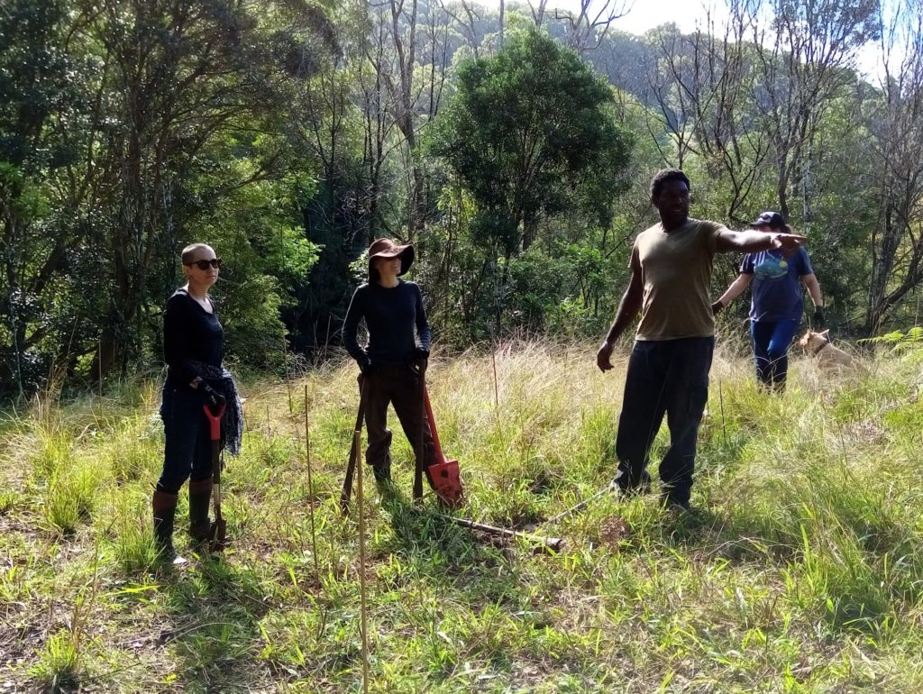 Carbon Offset Tree Planting | ADAS